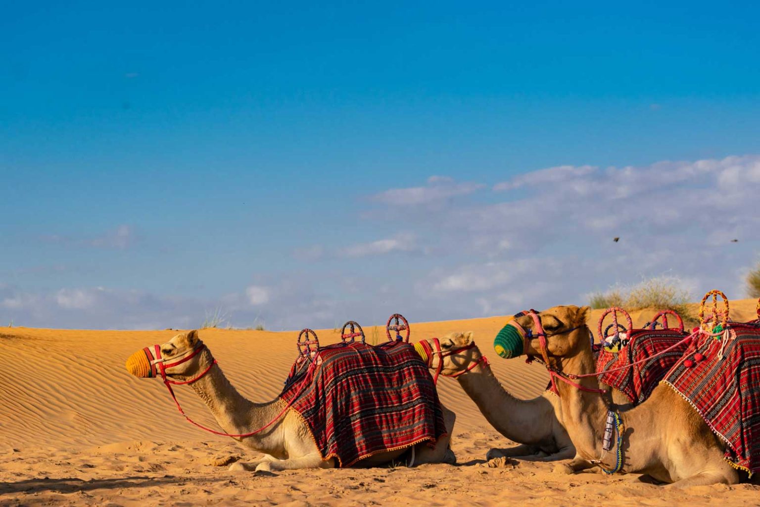 Home - World Stompers