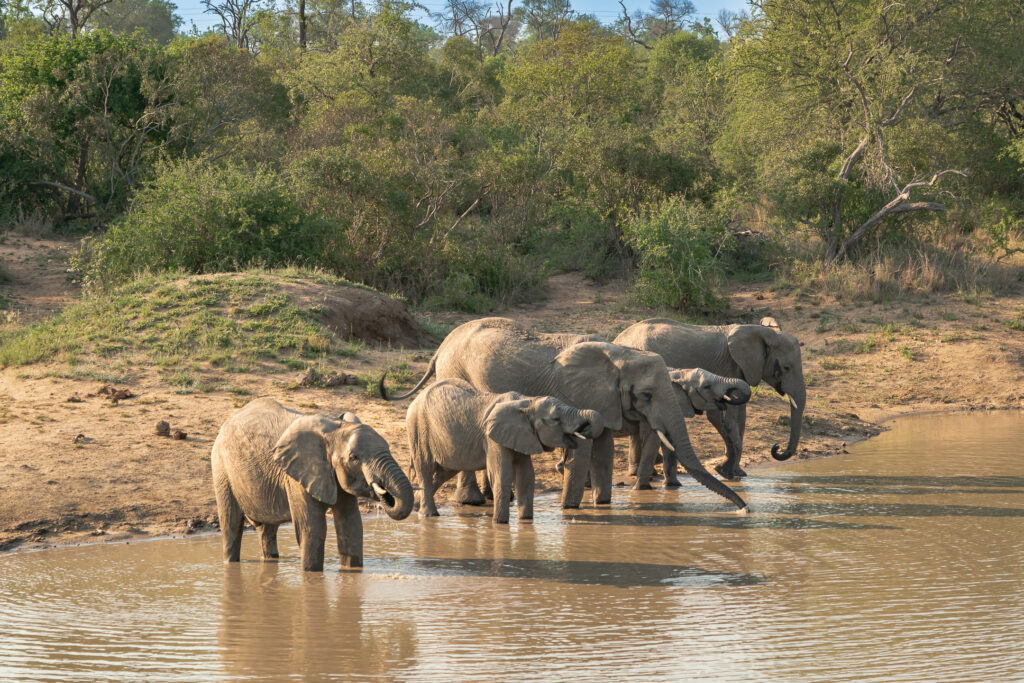 Kamara House: A New Standard of Exclusive Luxury in Thornybush Nature ...